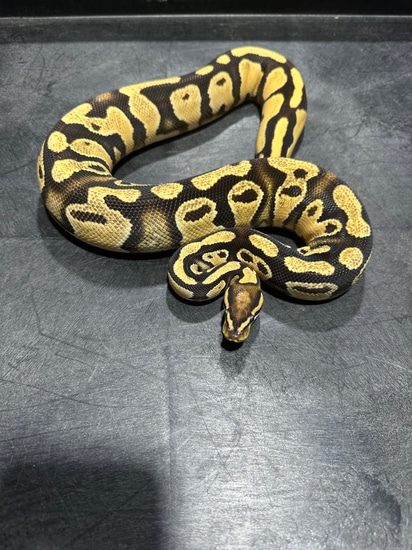 OD Peach Het Clown Ball Python by Rice Reptiles