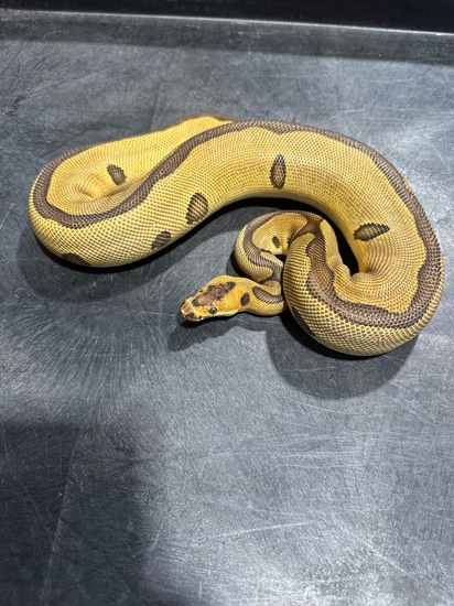 Enchi Leopard Clown (Poss Super Leopard) Het G-Stripe Ball Python by ...