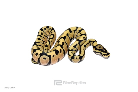 Spotnose Mario DG Dbl Het VPI Axanthic Clown Ball Python by Rice Reptiles