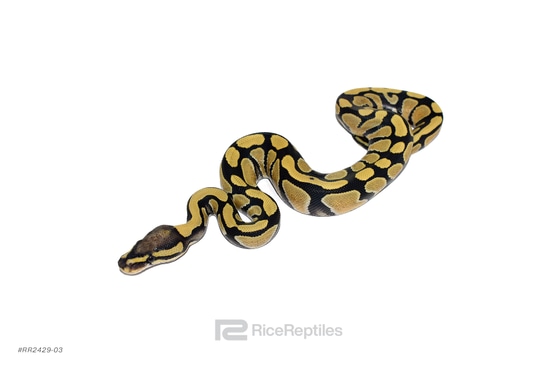 DG Dbl Het VPI Axanthic Clown Ball Python by Rice Reptiles