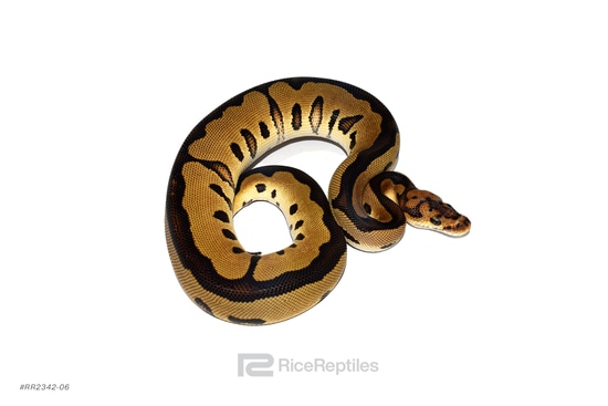 Leopard Clown Het DG Ball Python by Rice Reptiles