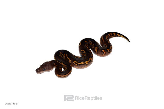 Wookie YB Black Pastel (Redstripe) Clown Ball Python by Rice Reptiles