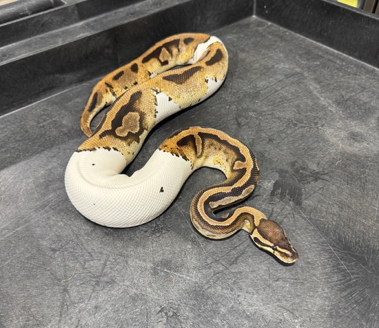 Piebald Het SK Axanthic Ball Python by Rice Reptiles