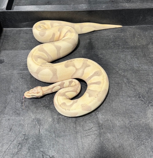 Pastel OD YB Enchi DG Ball Python by Rice Reptiles