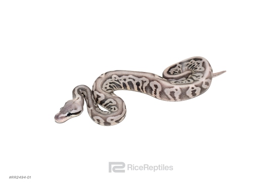 Leopard Black Pewter DG 50% Het Hypo Ball Python by Rice Reptiles