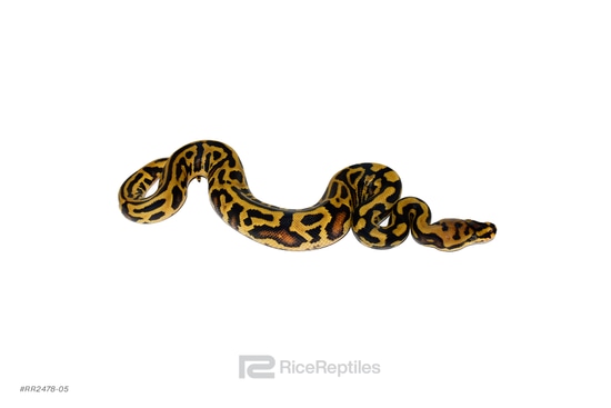 Leopard Spotnose YB Pixel Het Clown Ball Python by Rice Reptiles