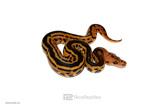 Black Pastel Redstripe (YB) Batman Ball Python by Rice Reptiles