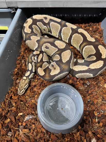 Possible Vanilla Or Fire Triple Hypo Enhancer G-Stripe Ball Python by ...
