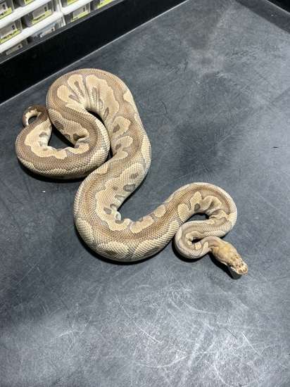 2016 Proven Female Phantom Clown Ball Python by Rice Reptiles
