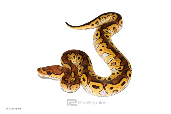 Baker Special (Peach) Clown Ball Python by Rice Reptiles