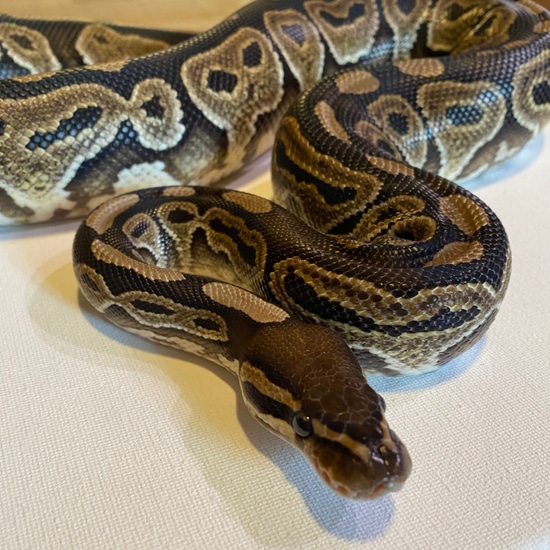 Russo Ball Python by Rich-Man-Reptiles