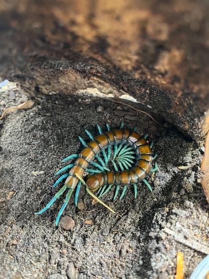Scolopendra Subspinipes “Guangxi Mint Legs” Centipede by Emerald Empire