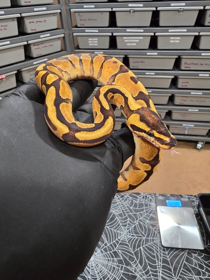 Lucifer,HGW,Enchi,Yellowbelly Ball Python by RLA Exotics