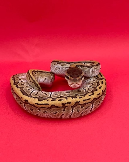 Jigsaw Het Clown Ball Python by Richie's Reptiles