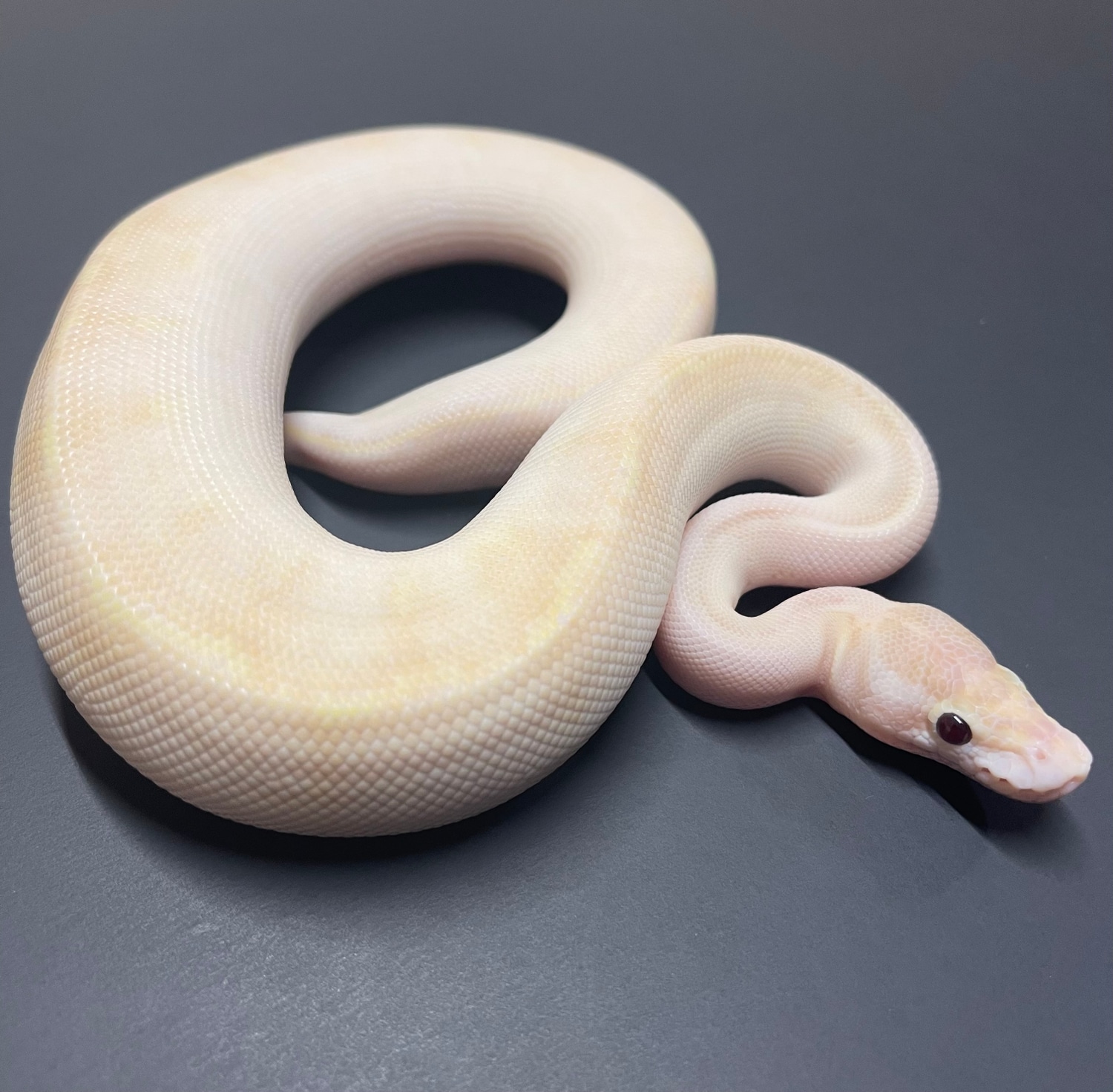 Banana Ivory Ball Python by Without Warning Exotics - MorphMarket