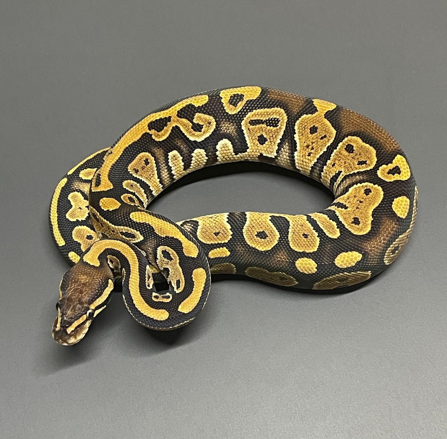 Russo Het Pied Ball Python by Without Warning Exotics - MorphMarket