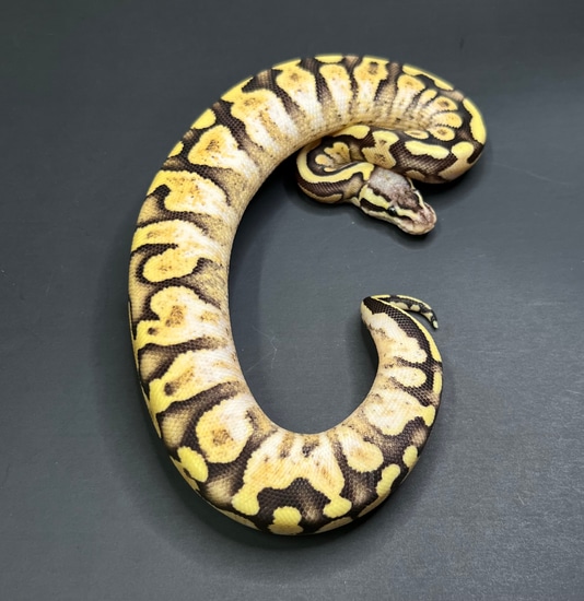 Calico Firefly Ball Python by Without Warning Exotics