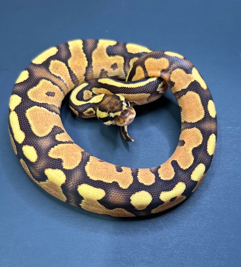 22 Orange Dream Fire Ball Python by Without Warning Exotics - MorphMarket