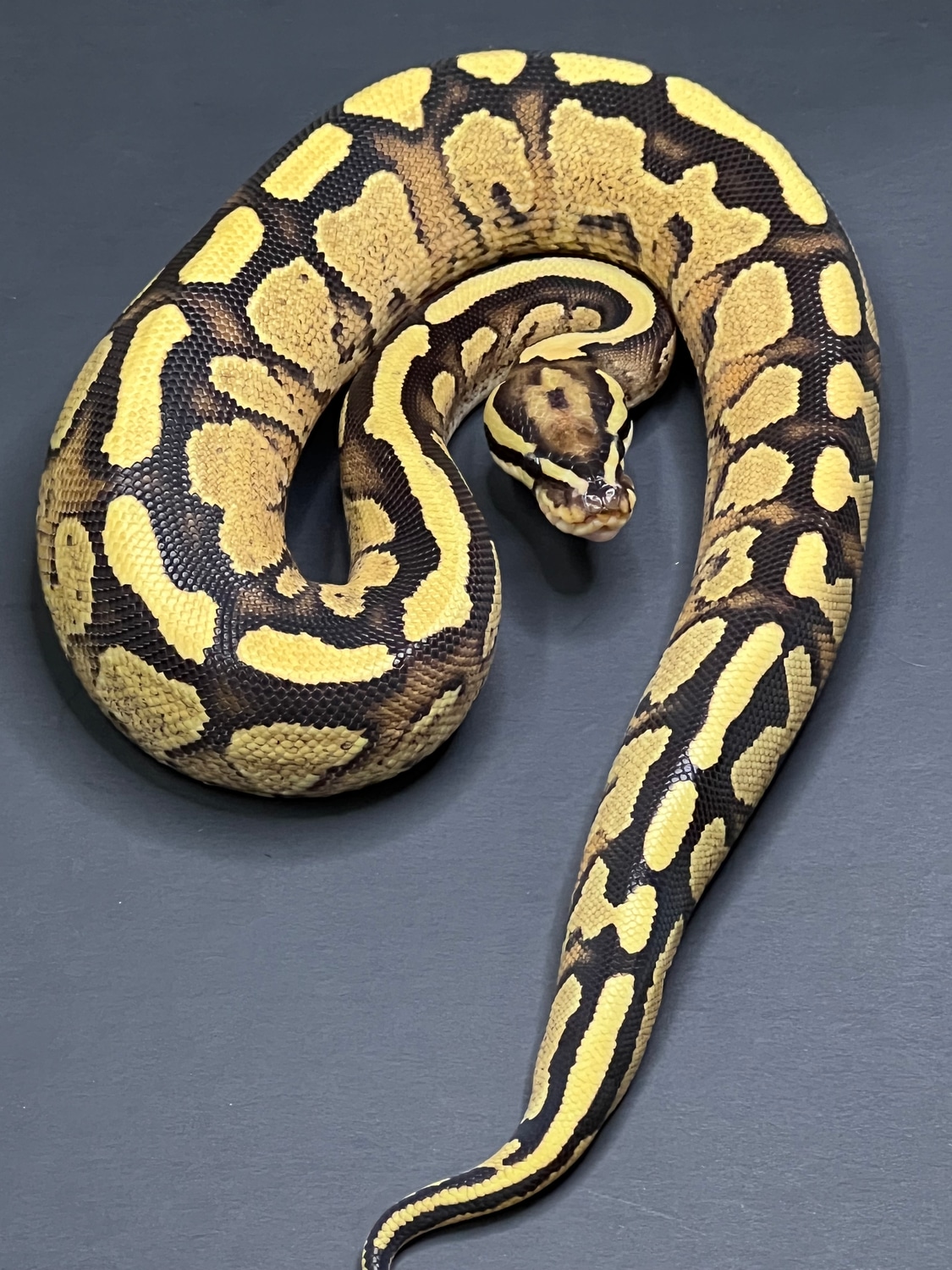 Fire Yellow Belly Ball Python by Without Warning Exotics - MorphMarket