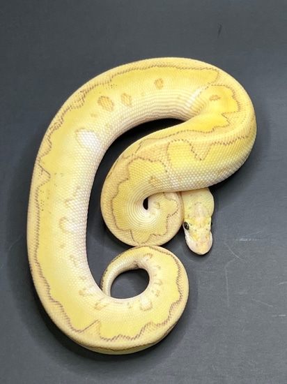Super Pastel Lesser Clown Ball Python by Without Warning Exotics