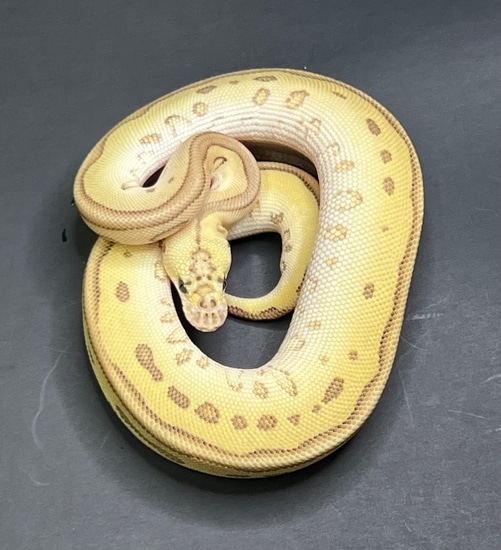Pastel Leopard Lesser Clown Ball Python by Without Warning Exotics