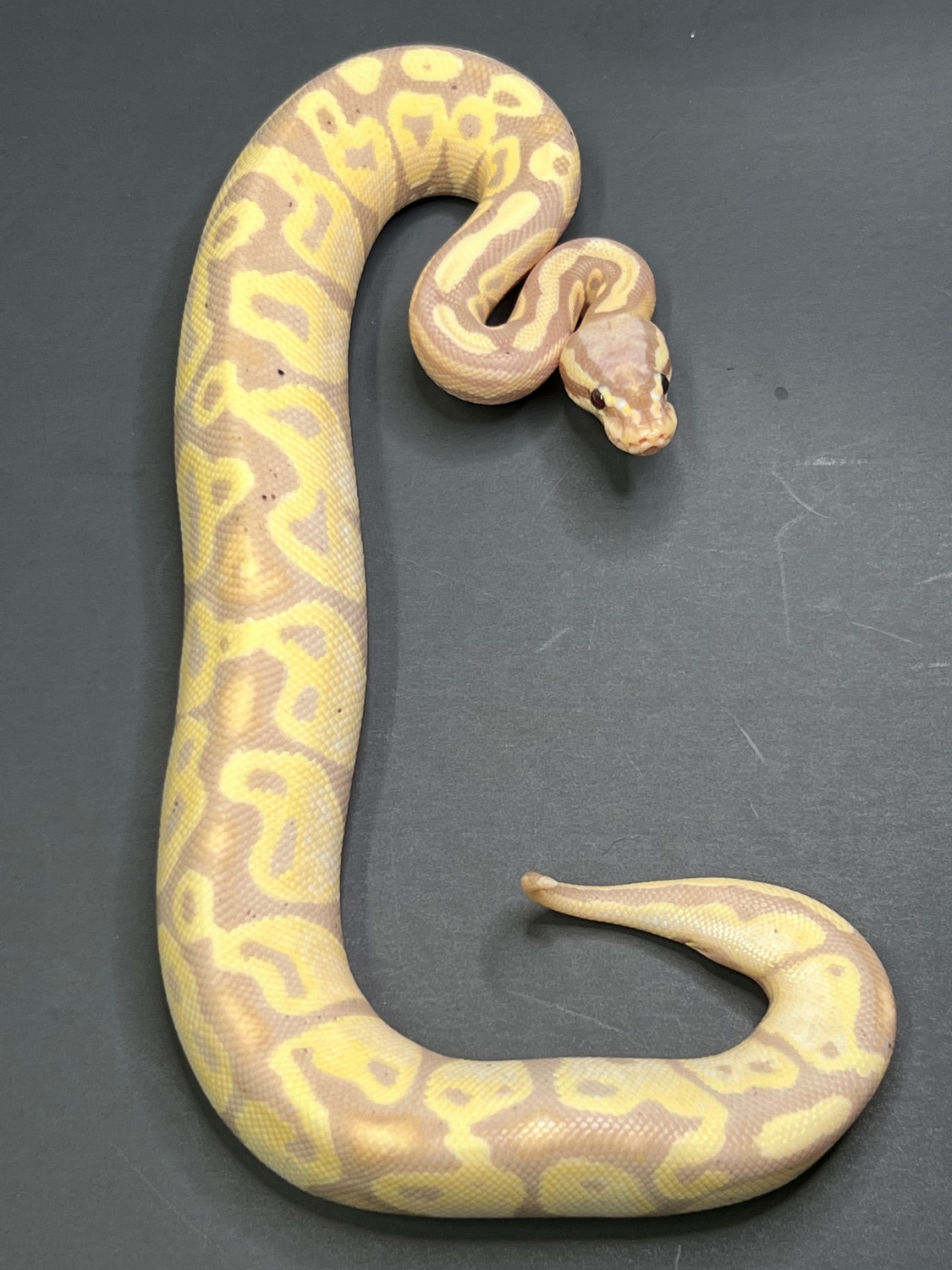 Lemon Pastel Coral Glow Ball Python by Without Warning Exotics ...