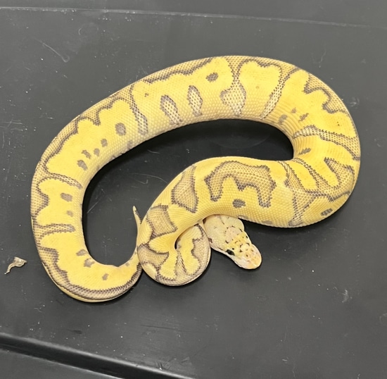 Firefly Clown Ball Python by Without Warning Exotics