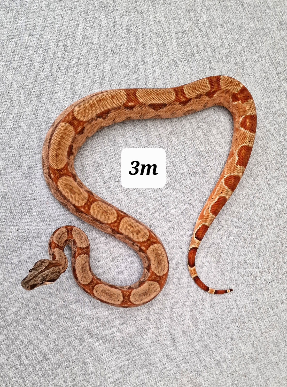 Hypo Roswell Laddertail Het Kahl Albino Boa Constrictor by RichyBoas ...