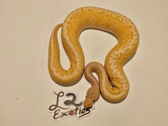 Coral Glow, Pinstripe, Pastel, Nr Mandarin Ball Python by L2 Exotics