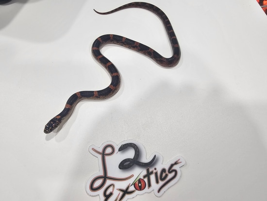Flame, Pos Het Albino, Goini Kingsnake Apalachicola Kingsnake by L2 Exotics