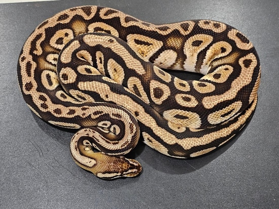 Pastel, Cypress, Honey Ball Python by L2 Exotics