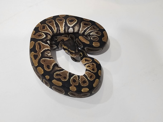Het VPI Axanthic, Het Clown 66% Het Desert Ghost Ball Python by L2 Exotics