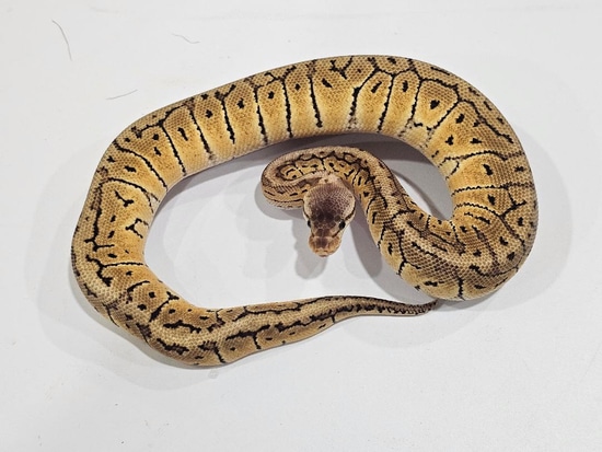 Pastel, Pinstripe, Het Desert Ghost, Het Clown Ball Python by L2 Exotics