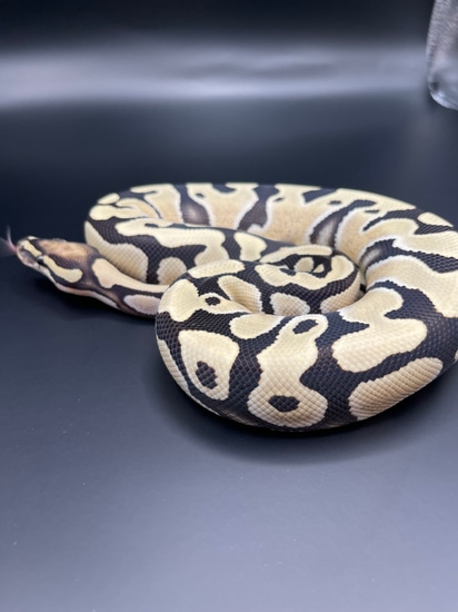 Hold Back Releas OD YB DG Het Clown Ball Python by Capital City Ball ...