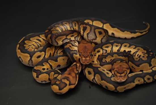 Stranger Clown Ball Python by Capital City Ball Pythons