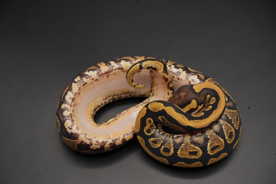 Yellow Belly Lace Het Clown Ball Python by Capital City Ball Pythons