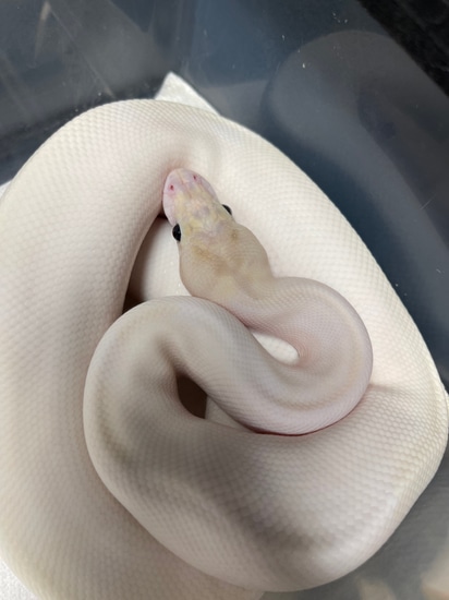 Orange Dream Ivory Pied Het Dg Het Clown Ball Python by Capital City ...