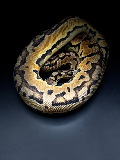 Pastel OD Puzzle Breeder Male 🧩🍊 Ball Python by Capital City Ball Pythons