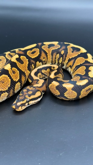 OD YB Spotnose Lace Het Clown (Pos Fire) Ball Python by Capital City ...