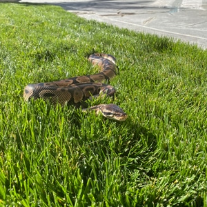 Tyler animals - MorphMarket