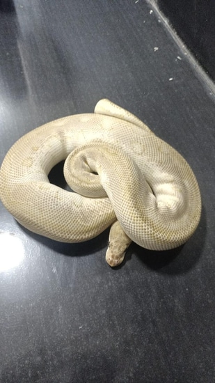 Butter Motley Clown Ball Python by Richer Blood Reptiles Uk