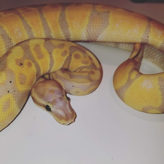 Coral Glow Scaleless Head Ball Python by Richie Boos Ball Pythons