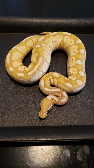Hypo Lesser Banana Ball Python by Richie Boos Ball Pythons
