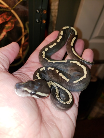 Ghi Mojave Ball Python by Richie Boos Ball Pythons