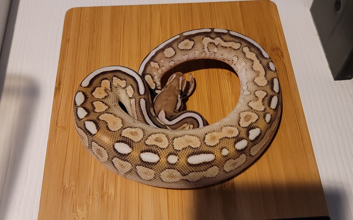 Cinnamon Butter Spotnose Ball Python by Richie Boos Ball Pythons ...
