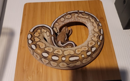 Cinnamon Butter Spotnose Ball Python by Richie Boos Ball Pythons
