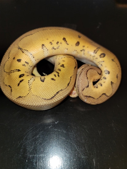50% Het Ultramel Clown Pastel Ball Python by Richie Boos Ball Pythons