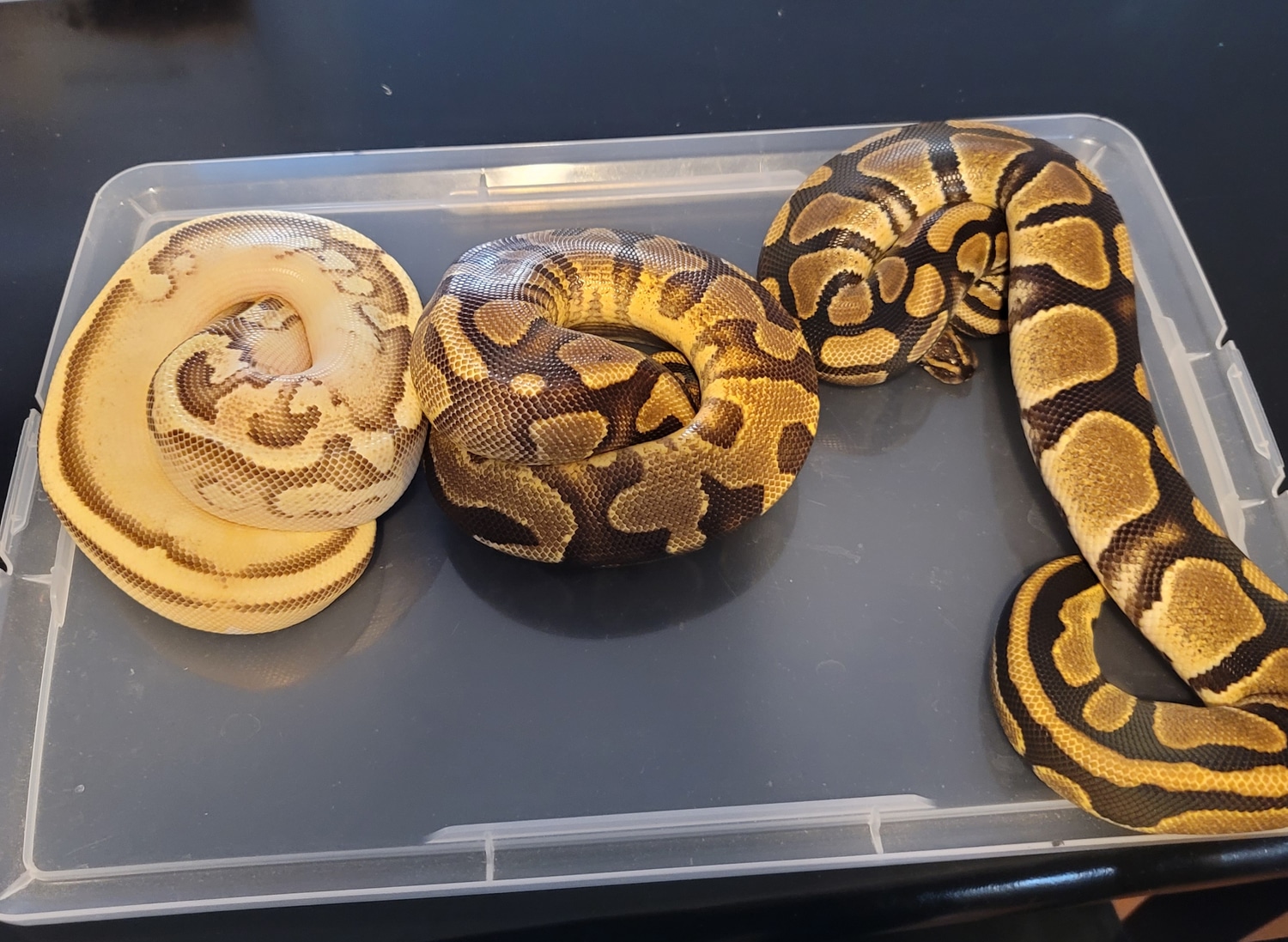 1.2 OD Lesser Yellowbelly Het Pieds Ball Python by Richie Boos Ball ...