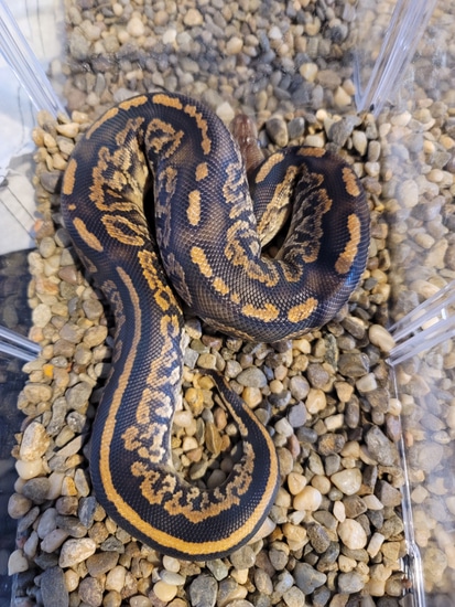 Mahogany Black Pastel Ball Python by Richie Boos Ball Pythons