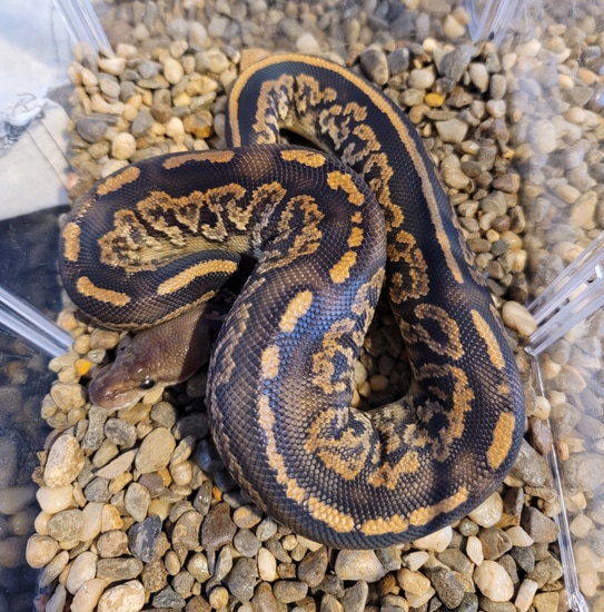 Mahogany Black Pastel Het Hypo Ball Python by Richie Boos Ball Pythons